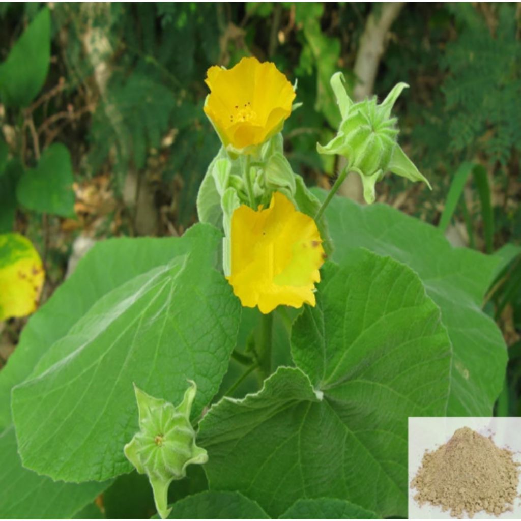 Thuthi / Indian Mallow Powder - 50 gm - Indiashopcart